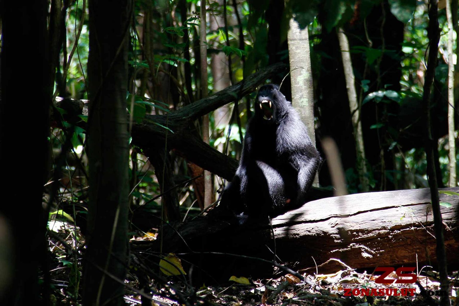 Foto: Yaki, Monyet Hitam dari Sulawesi