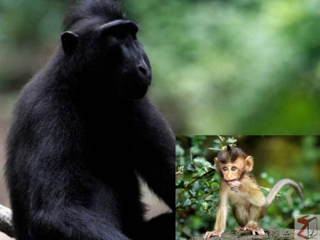 Apa Beda Kera dan Monyet?