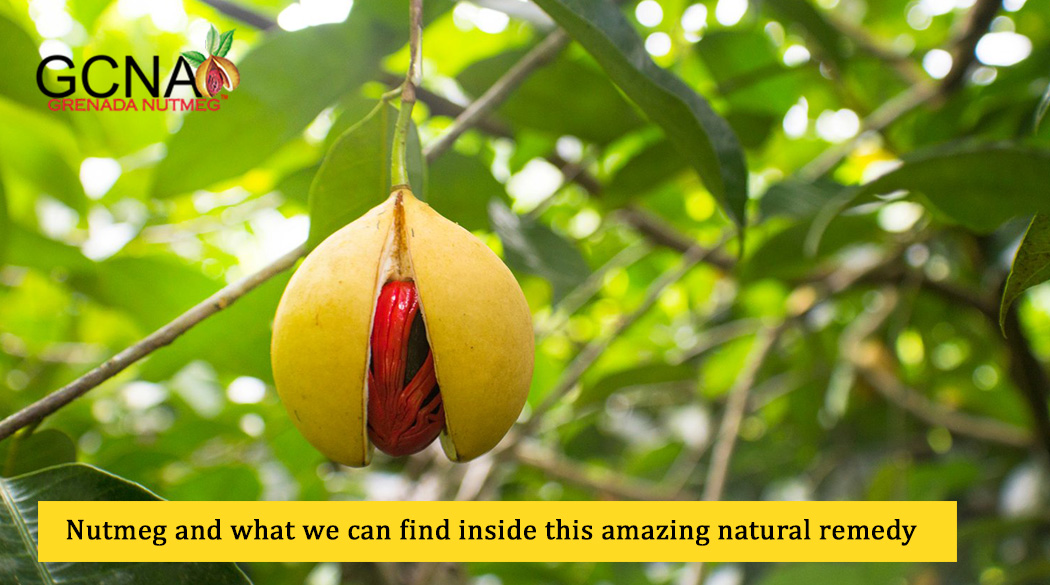 Grenada, negara yang lebih kecil dari Sangihe, tetapi penghasil pala ...